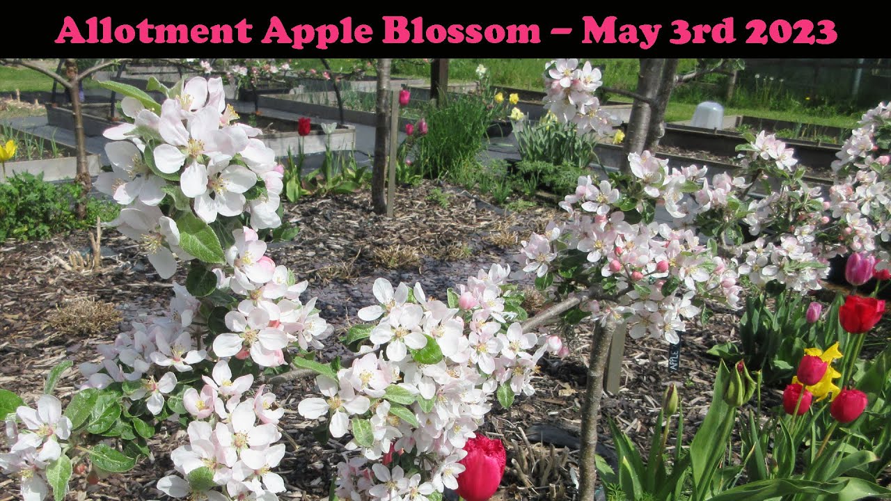 Espalier apple trees in full bloom - Saturn, James Grieve and Merton ...