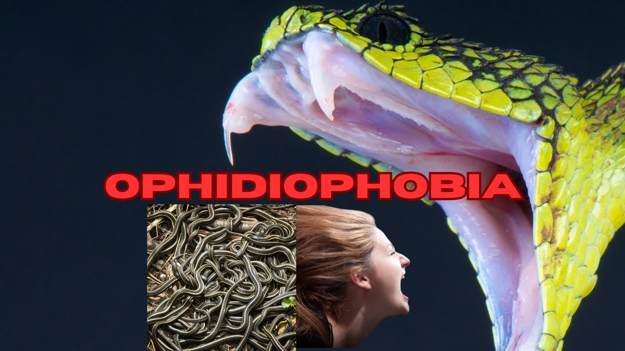 Ophidiophobia-The Terrifying Fear of Snakes - YouTube