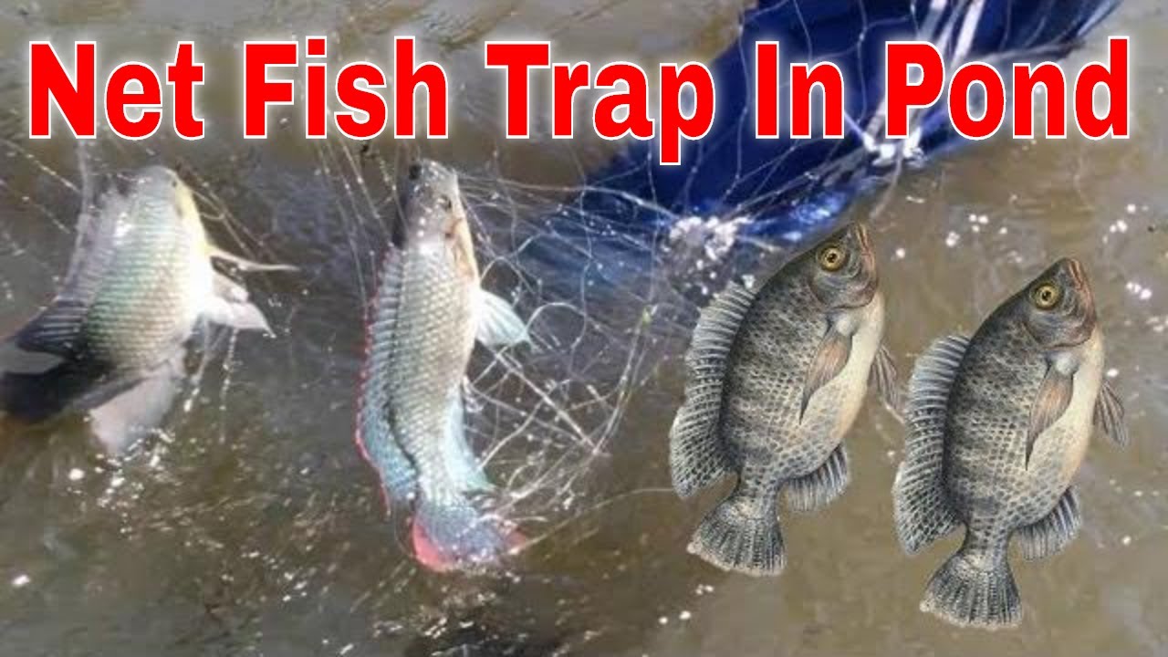 Net Fish Trap In Pond | Boy Catching Fish by Net Trap Fishing in Pond ...