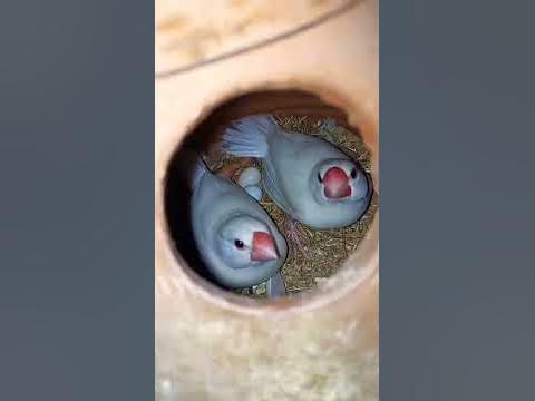 java sparrow 🕊️ with 1 chicks 🐥 and laying with babies #youtube # ...