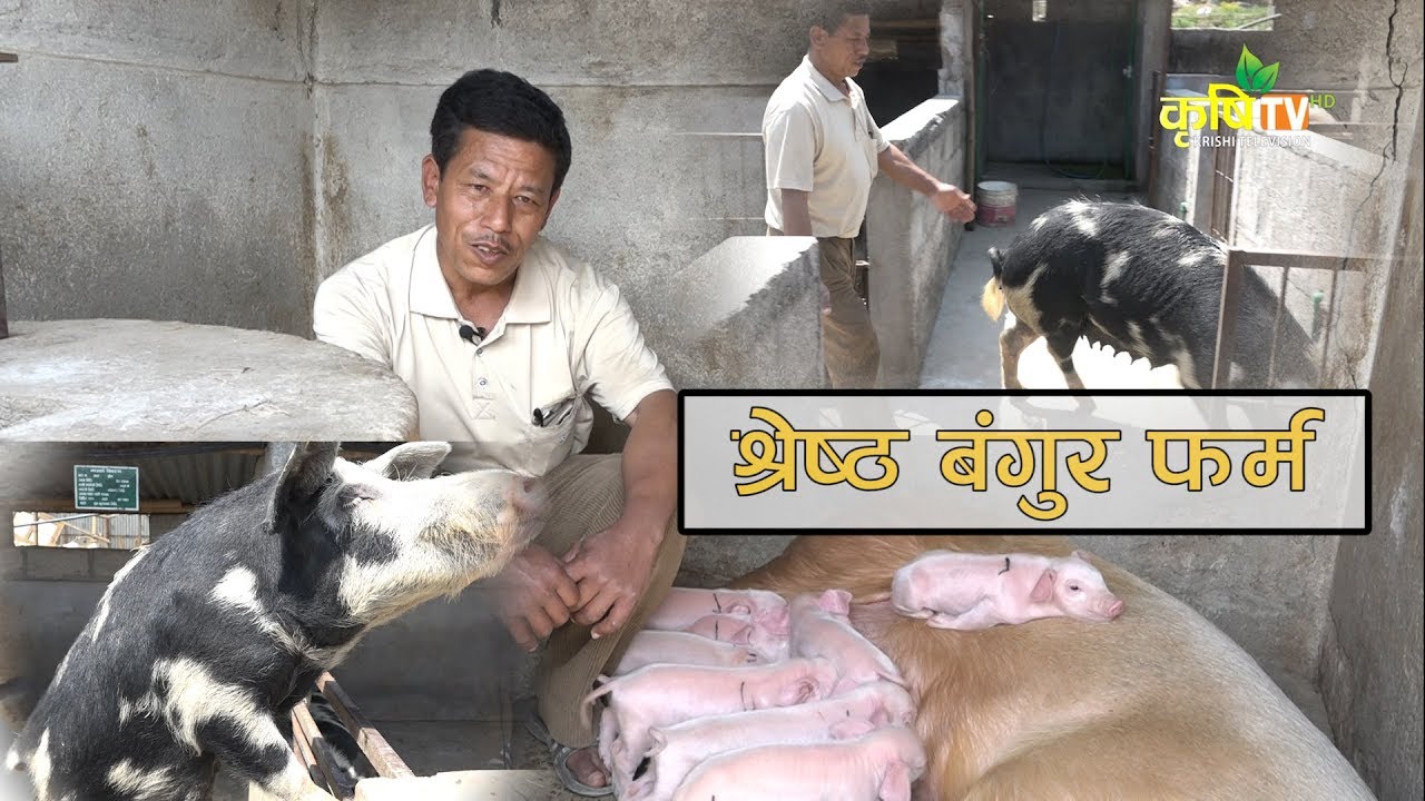 बंगुर पालनमा सफलता || श्रेष्ठ बंगुर फर्म || Shrestha Bangur Farm - YouTube