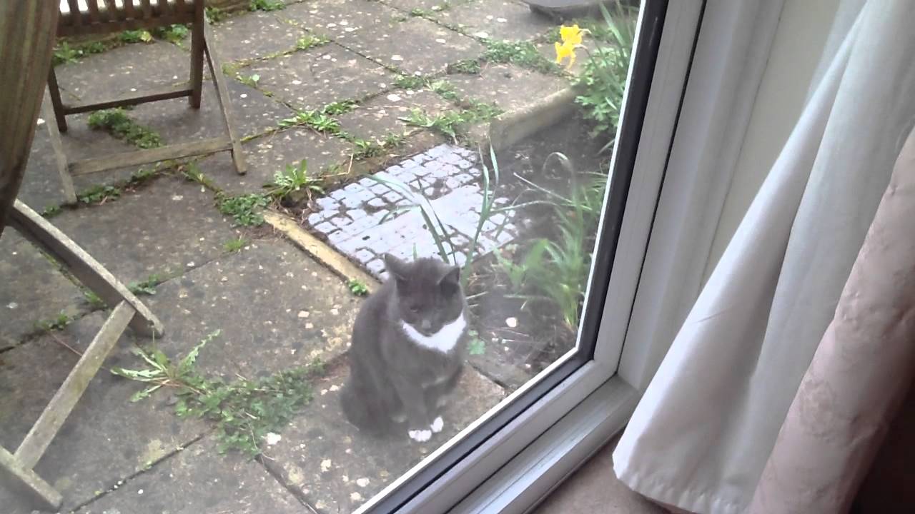 Crazy Cats- Spring Cleaning (4) - YouTube