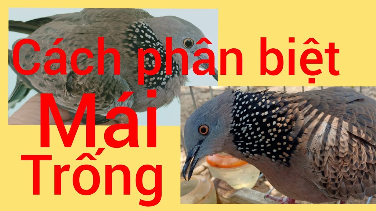 cách phân biệt chim cu mái và chim cu trống - YouTube