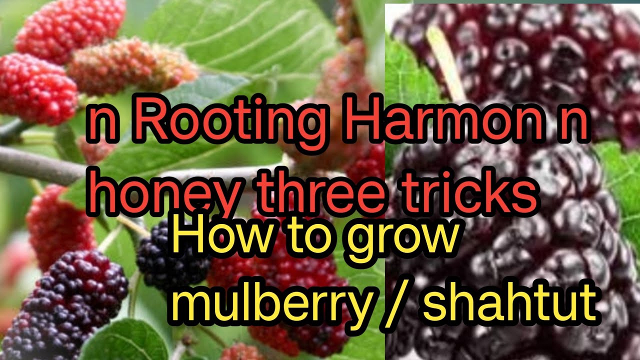 न रूटिंग हार्मोन न हनी सिर्फ थ्री ट्रिक् | How to grow mulberry | # ...