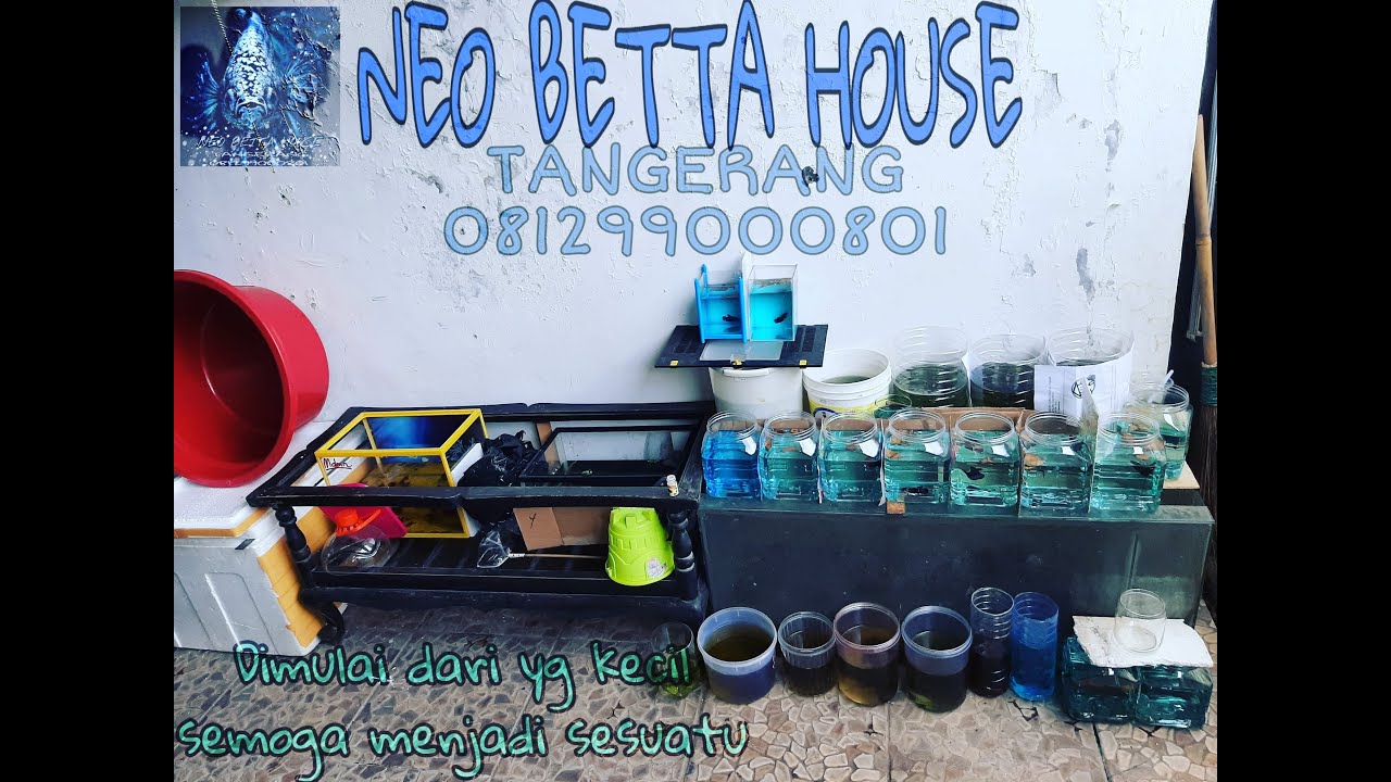 Neo Betta House ( Breeder - Seller - Hobby ) edisi Blue Rim bosque ...