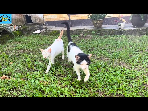 Kucing Lagi Pacaran | Kucing Lucu - YouTube