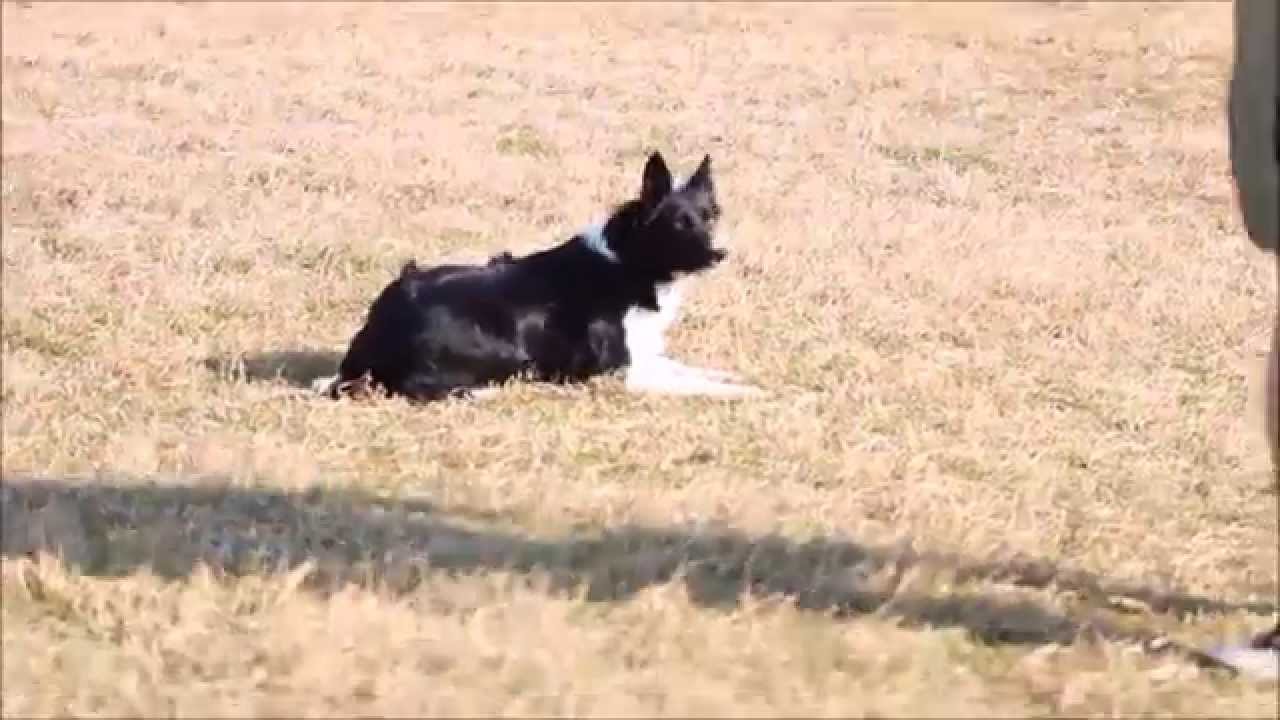 Sheepdog - YouTube