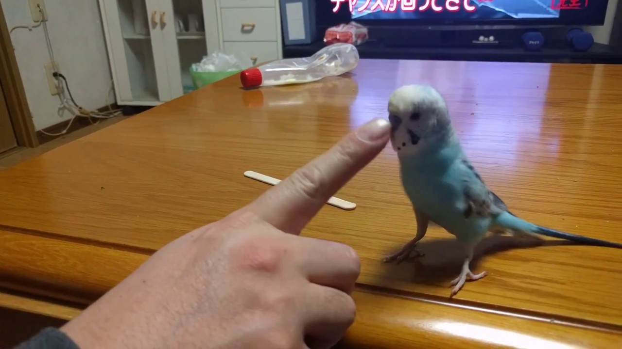 [Parrot Dash]アイスの棒が好きすぎてダッシュするセキセイインコの豆太 - YouTube