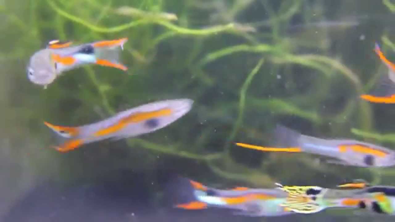 Poecilia wingei - Wild endlers - YouTube