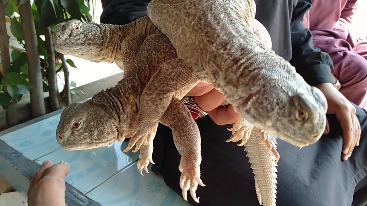 Sanda Oil How To Make Sanda Oil/ Sanday Ka Tail Nikalny Ka Tarika - YouTube