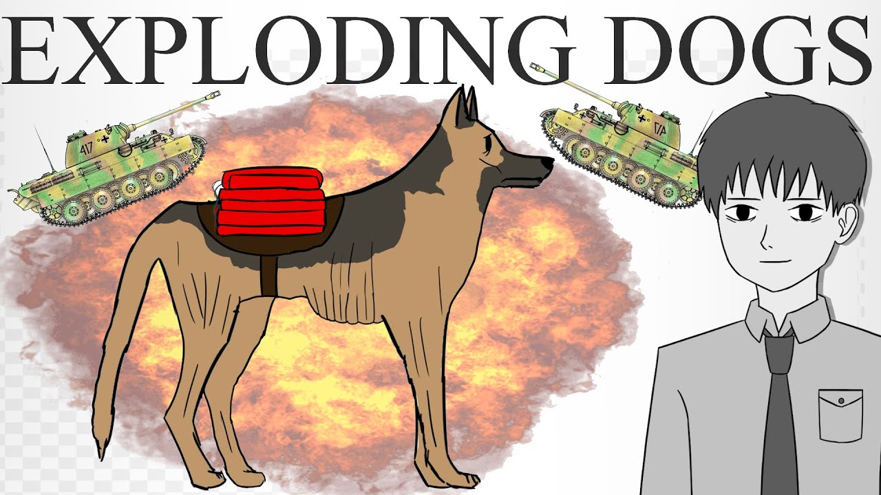 The Anti-Tank Dogs of Russia (Dog Mines/Exploding Dogs) - YouTube