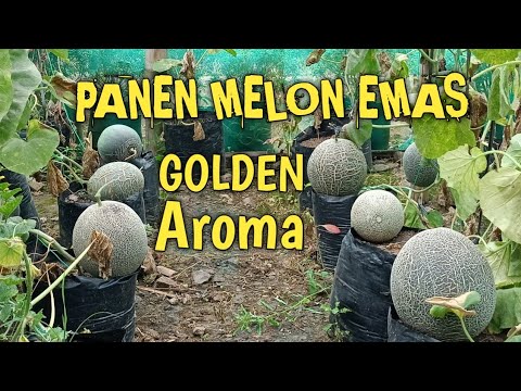 PANEN MELON EMAS/GOLDEN AROMA - YouTube