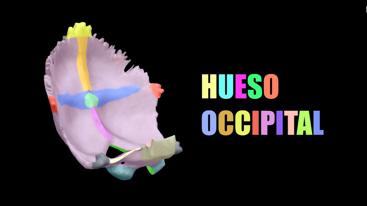 Hueso Occipital 3D - Anatomía MD - YouTube