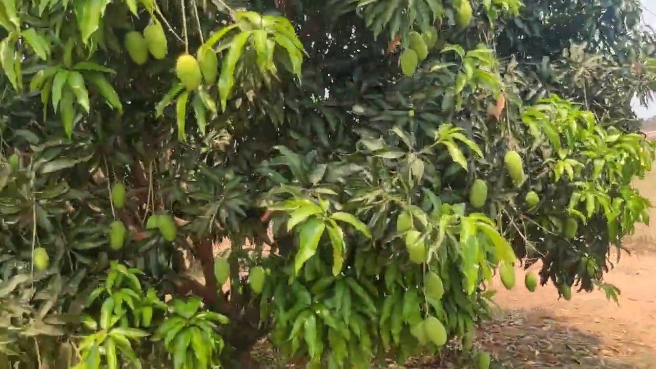 agriculture land for sale 6 ekars mango garden# mamidi Thota price 32 ...