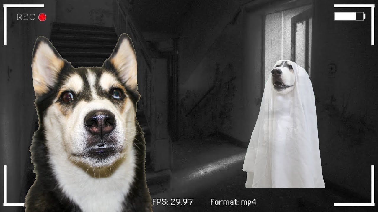 My Dog Goes Ghost Hunting! (WE ALMOST LOST HER!) - YouTube