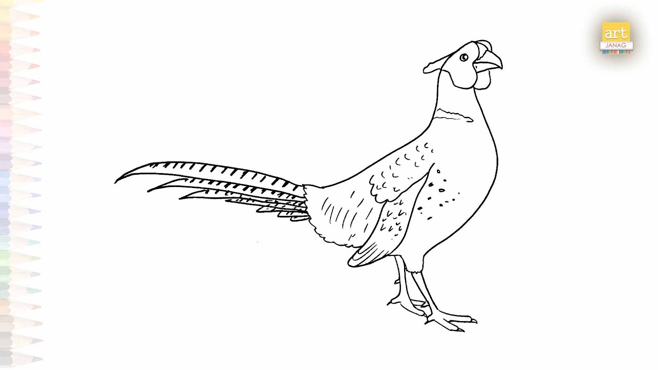 Pheasant easy drawings | Art tutorial | How to draw A Pheasant step by ...