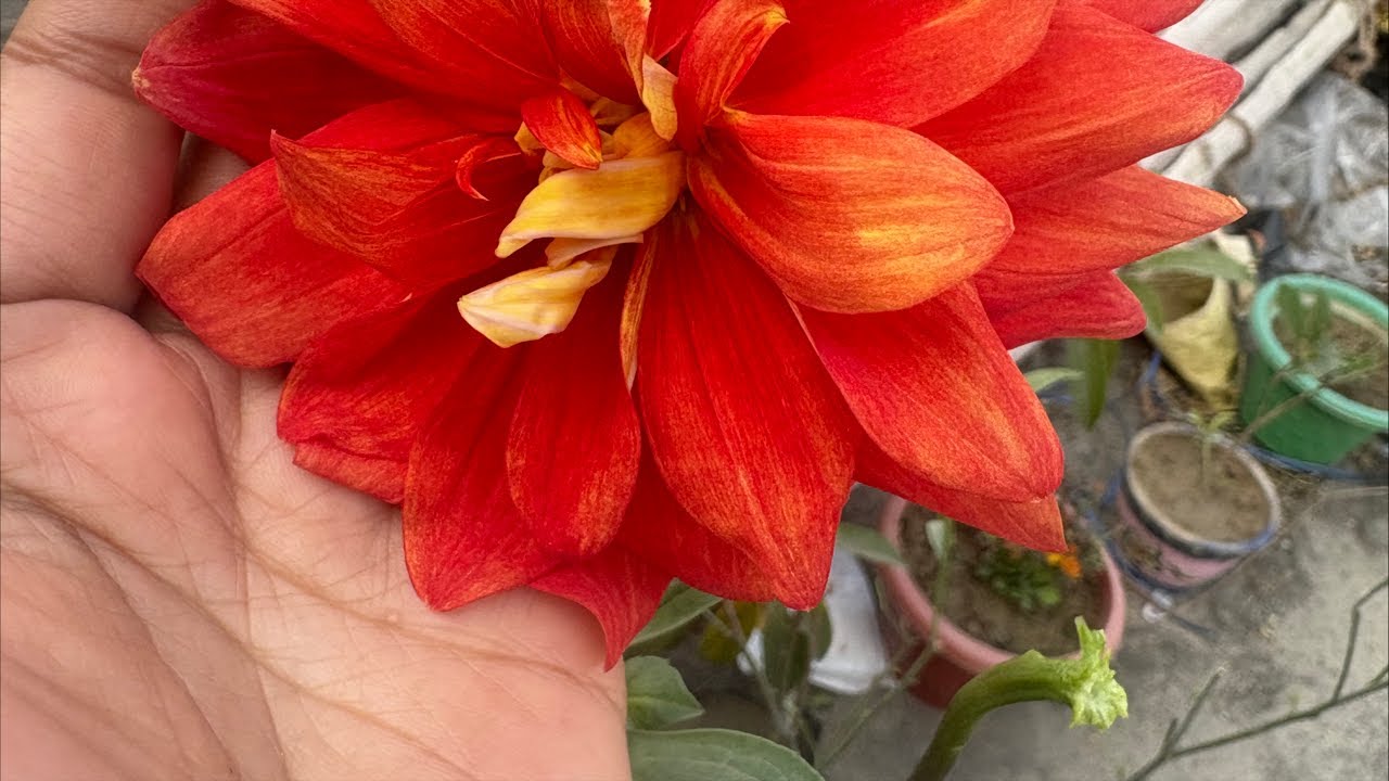 Bageecha pyaar wala beautiful flowering plants || beautiful vegetable ...
