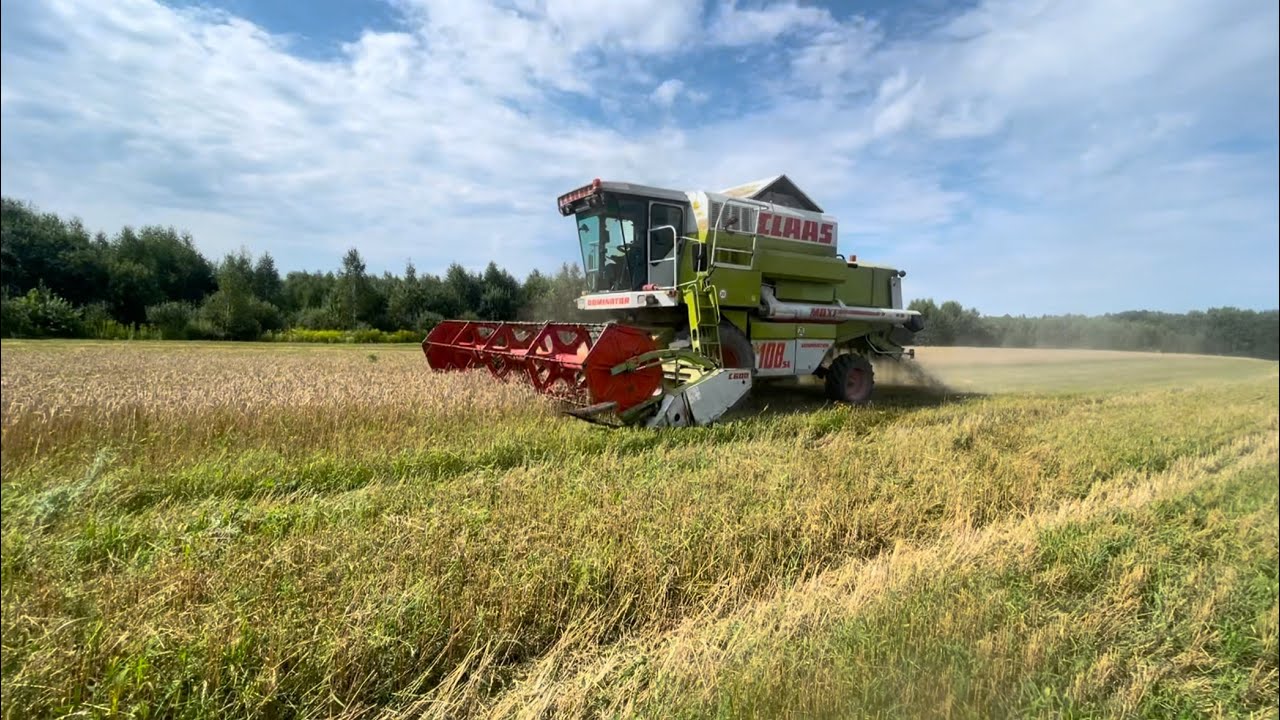 Combine CLASS harvester wheat - YouTube