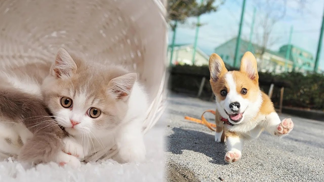 022 Funniest and cutest animals of the year!!! Funny and cute animal ...