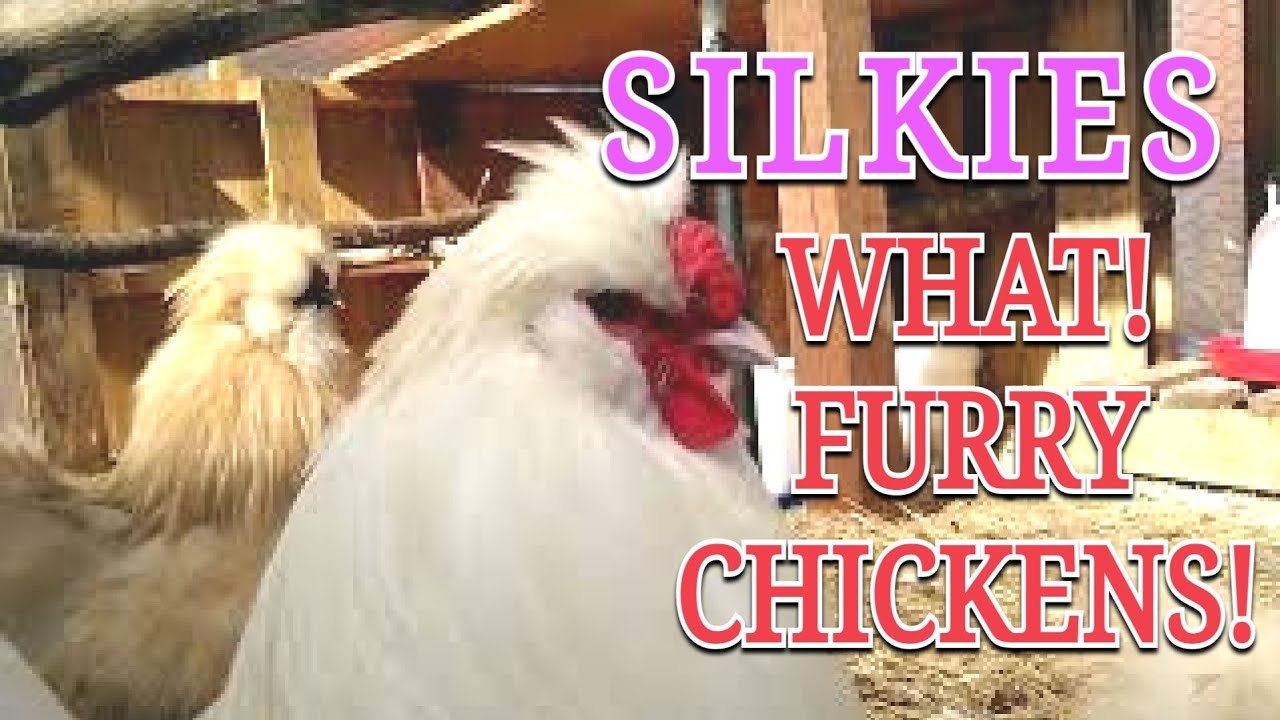 Silkies Chickens What a Furry Chicken - YouTube