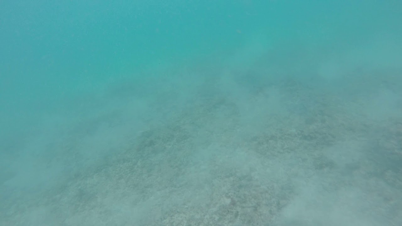 Shrek’s underwater swamp - YouTube