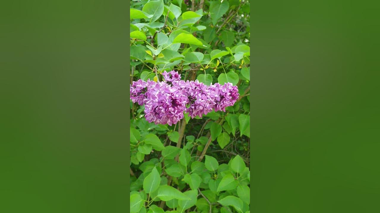 Сирень темная - YouTube