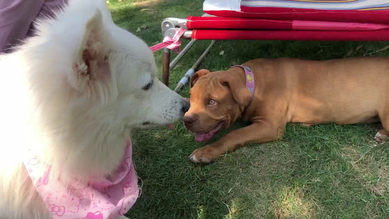 พาชูก้าไปเจอพิทบลู | ชูก้า Sugar Channel - YouTube