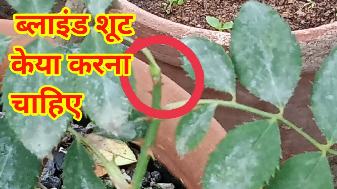 गुलाब की ब्लाइंड शूट | Blind shoot of rose - YouTube