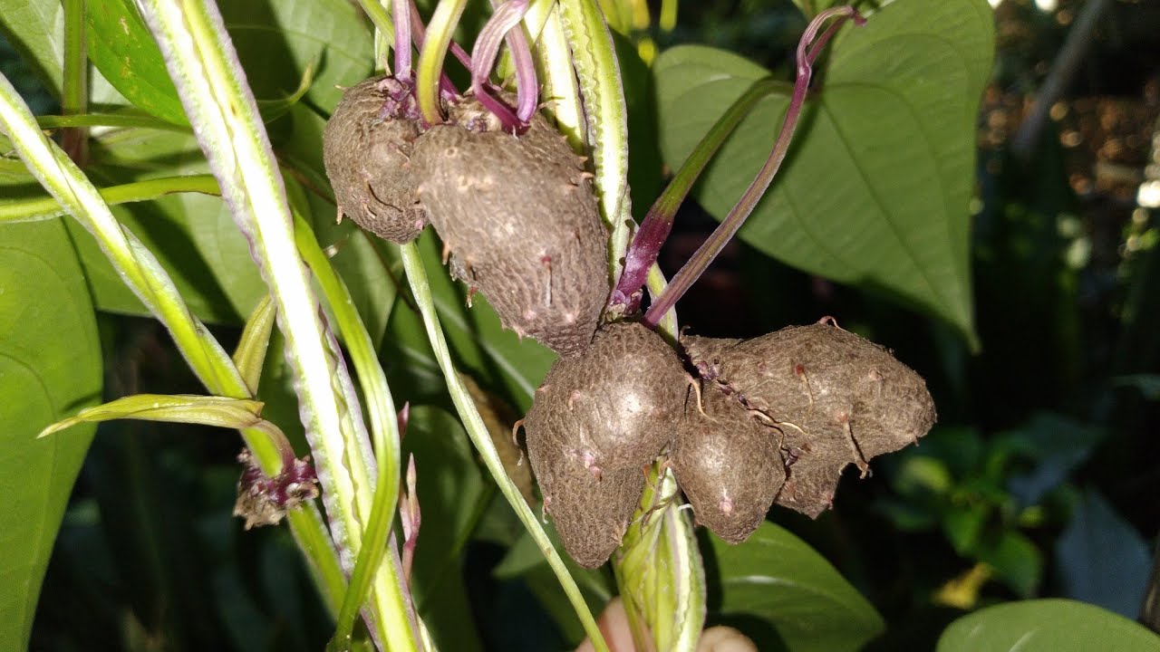 Purple Yam Plant (Ube Bulbil)@Imelda Ingram - YouTube