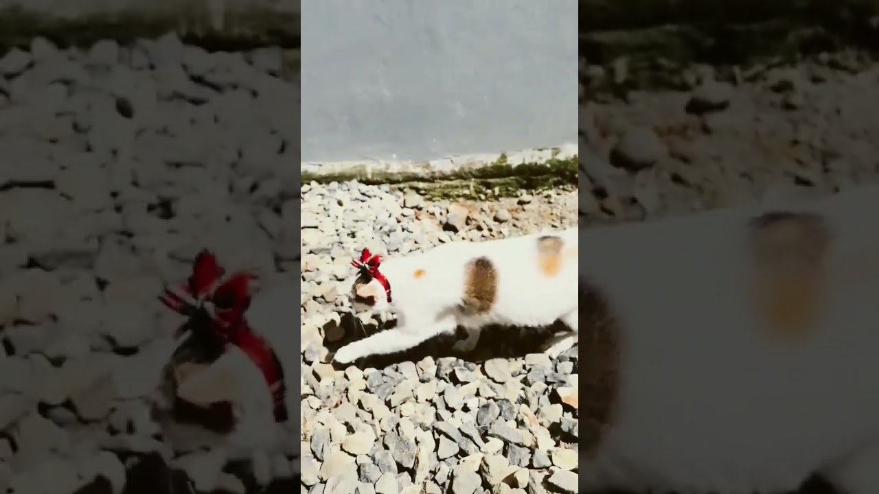 Kuncing cantik menantang 😾 - YouTube