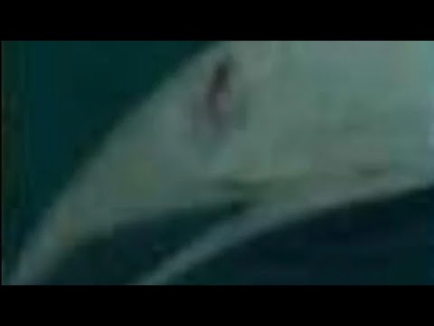 Europan Hookmouth Fish... - YouTube