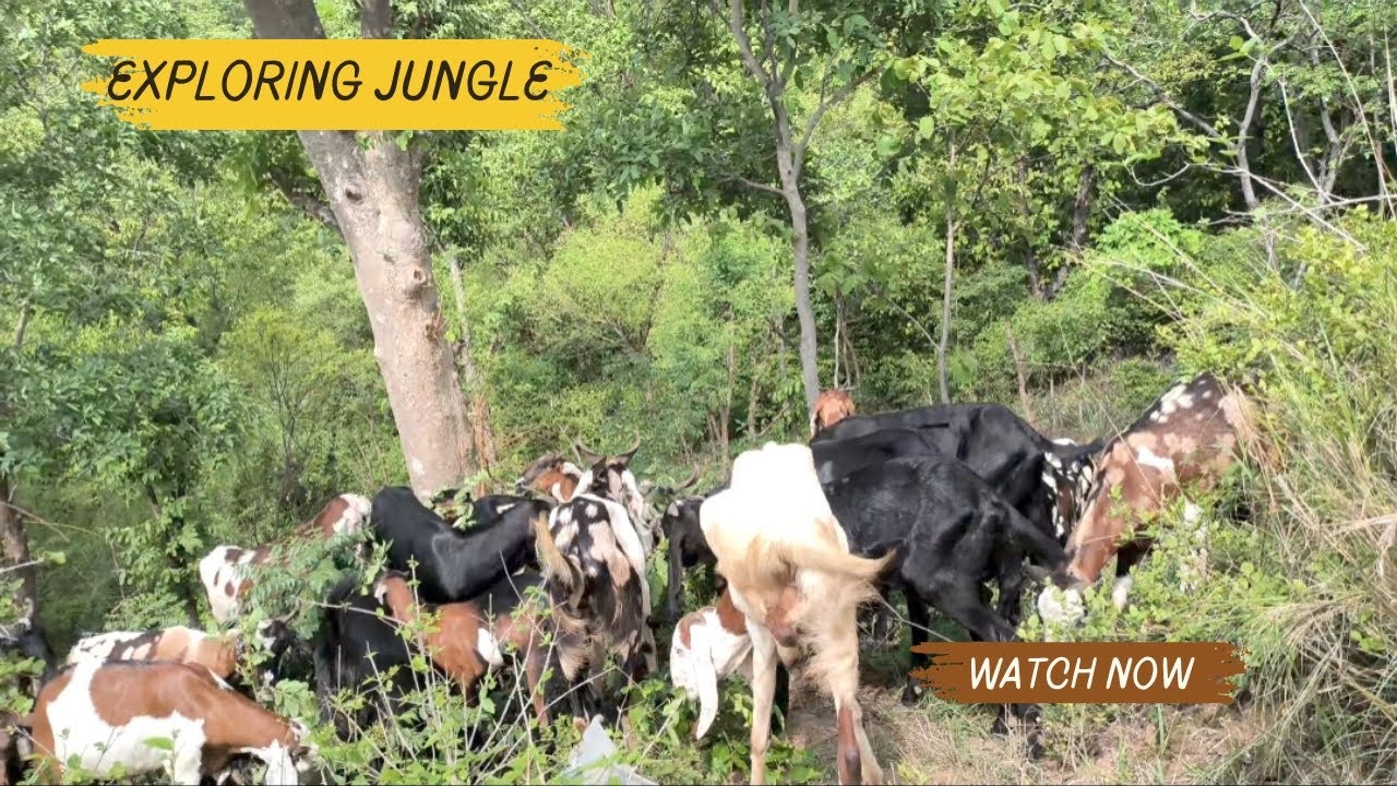 Adventure time for our goats! 🐐🌿 #WildWanderers #goat #animals #jungle ...
