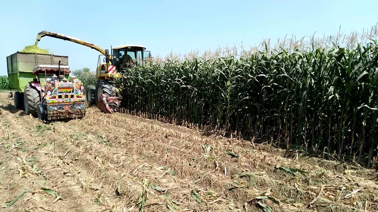 Corn 🌽 harvesting in Punjab | modern machinery using in corn fields ...