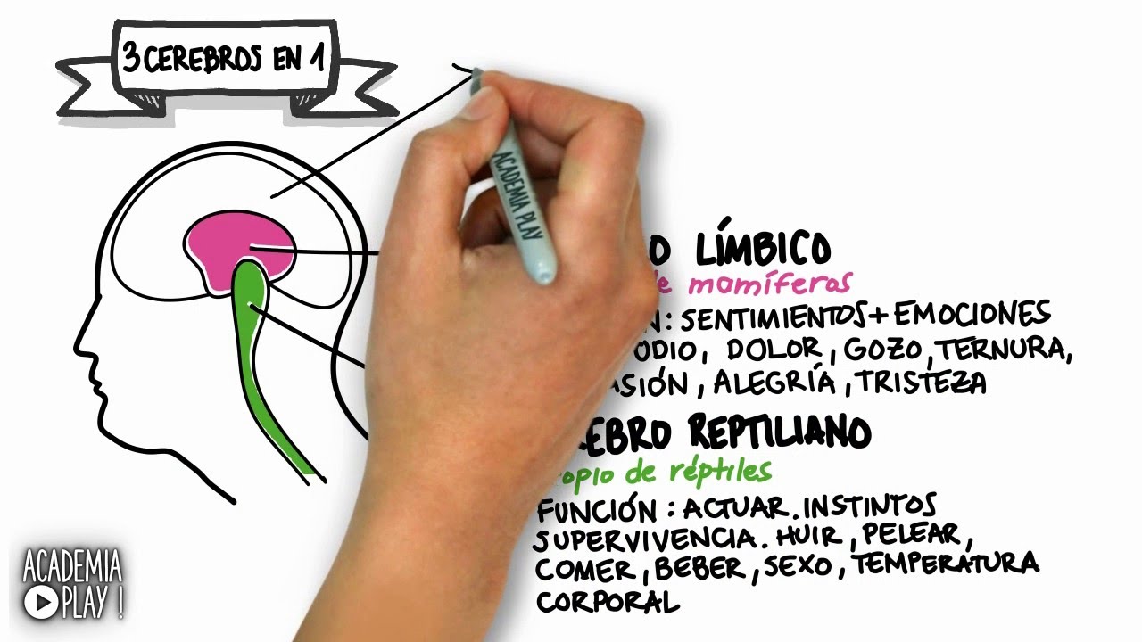 El Cerebro Triuno - YouTube