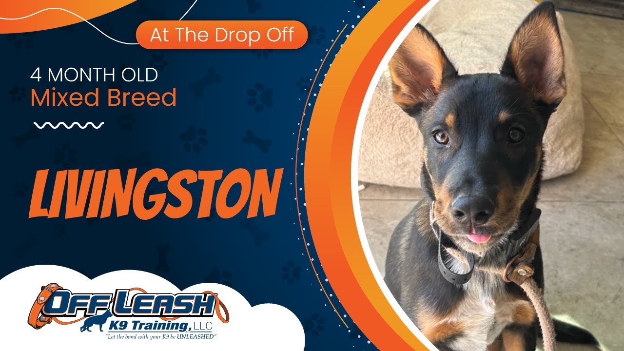 4 mo Mix Breed Livingston ~ Best Mixed Breed Trainers ~ Off Leash K9 ...