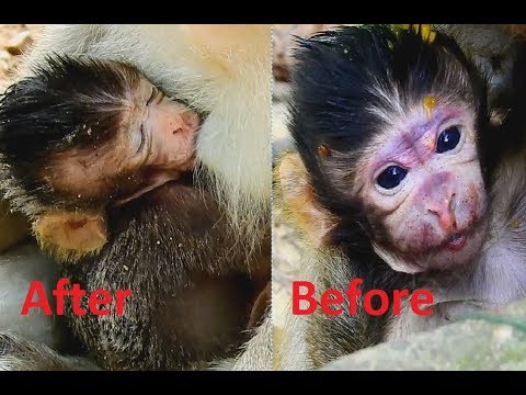 Better 100%! Very Happy to See Chris after Seven days, Baby monkey ...