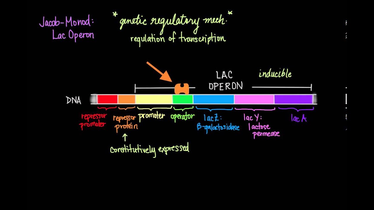 Jacob-Monod: The Lac Operon - YouTube