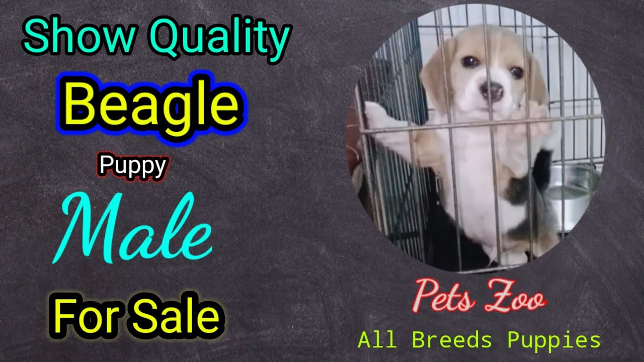 Beagle Male puppy by pets zoo॥ show quality puppy - YouTube
