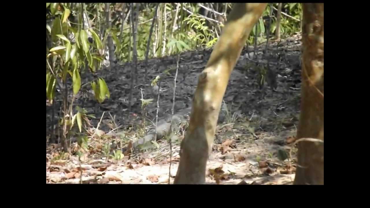 Teiú ( Tíu) - O maior lagarto do Brasil - YouTube