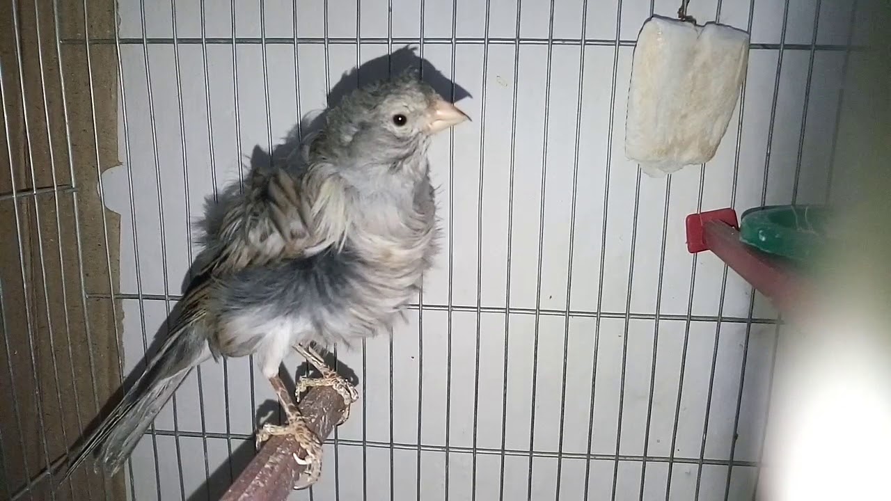 Goldfinch Canary Hybrid | Goldfinch Singing | Canary Breeder 2017-2018 ...