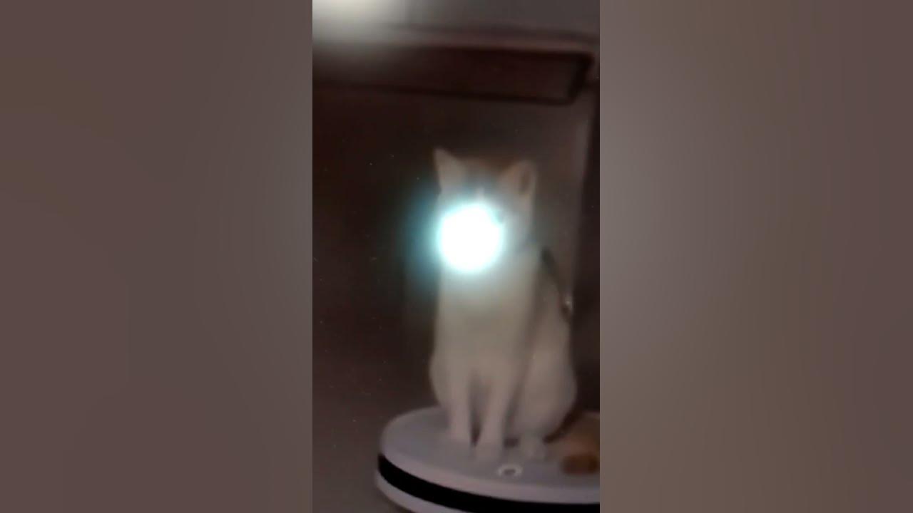 🤣😂😂кот на пылесосе😂🤣😂 - YouTube