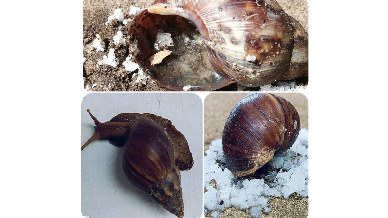 Giant African snail nuisance can be eliminated with salt - YouTube