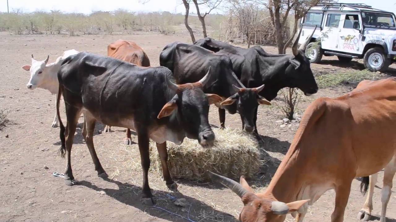 Saving starving animals in Ethiopia - YouTube