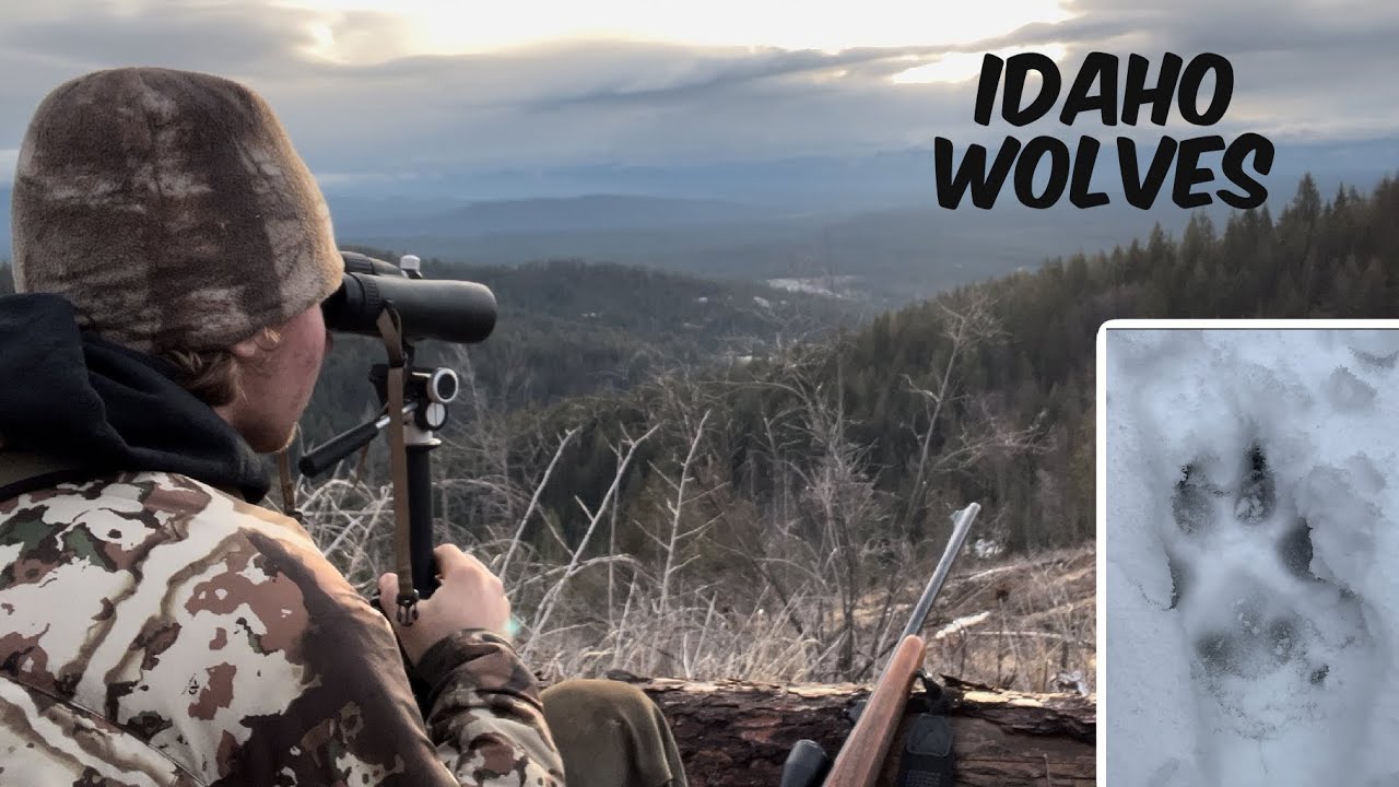 North Idaho wolf hunt - YouTube