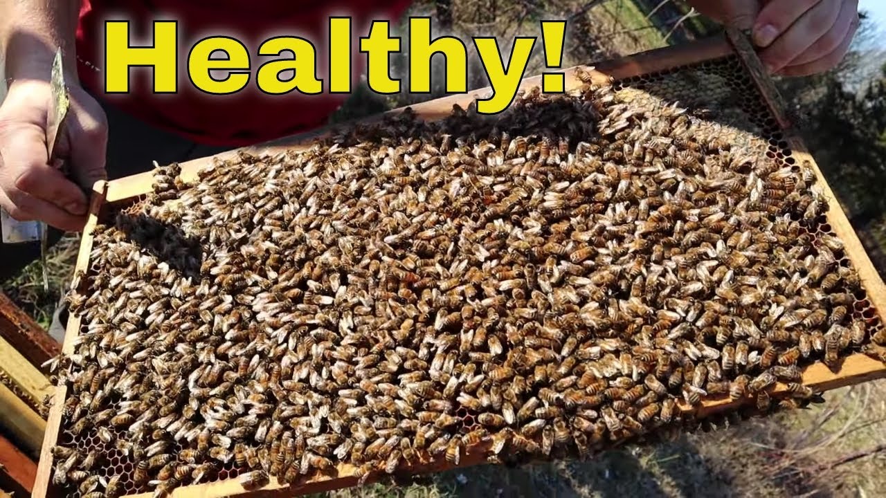 🔵What a Healthy Winter Cluster looks like! - YouTube