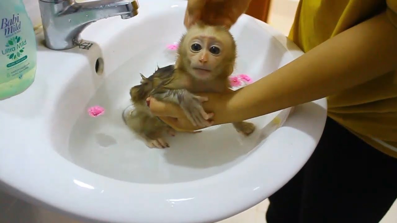 Wonderful!! Bathing to adorable baby monkey is the role of mom in the ...
