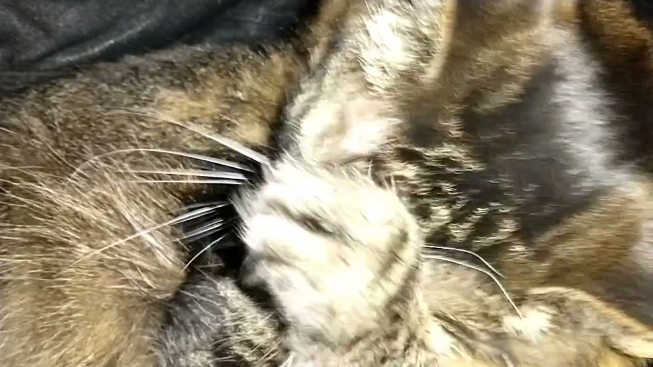 Downey The Downs Syndrome Cat gets her own channel!! Gongrats on 10,000 ...