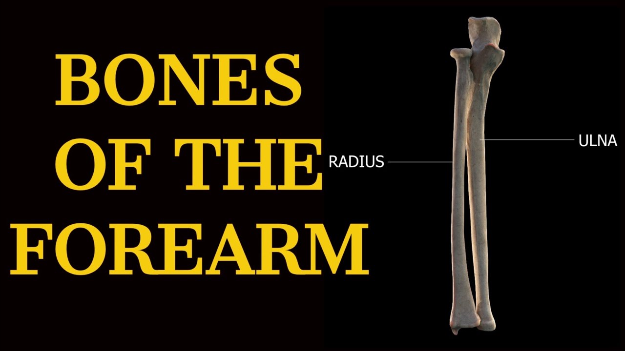 ANATOMY OF THE FOREARM || BONES OF THE ANTEBRACHIUM - YouTube
