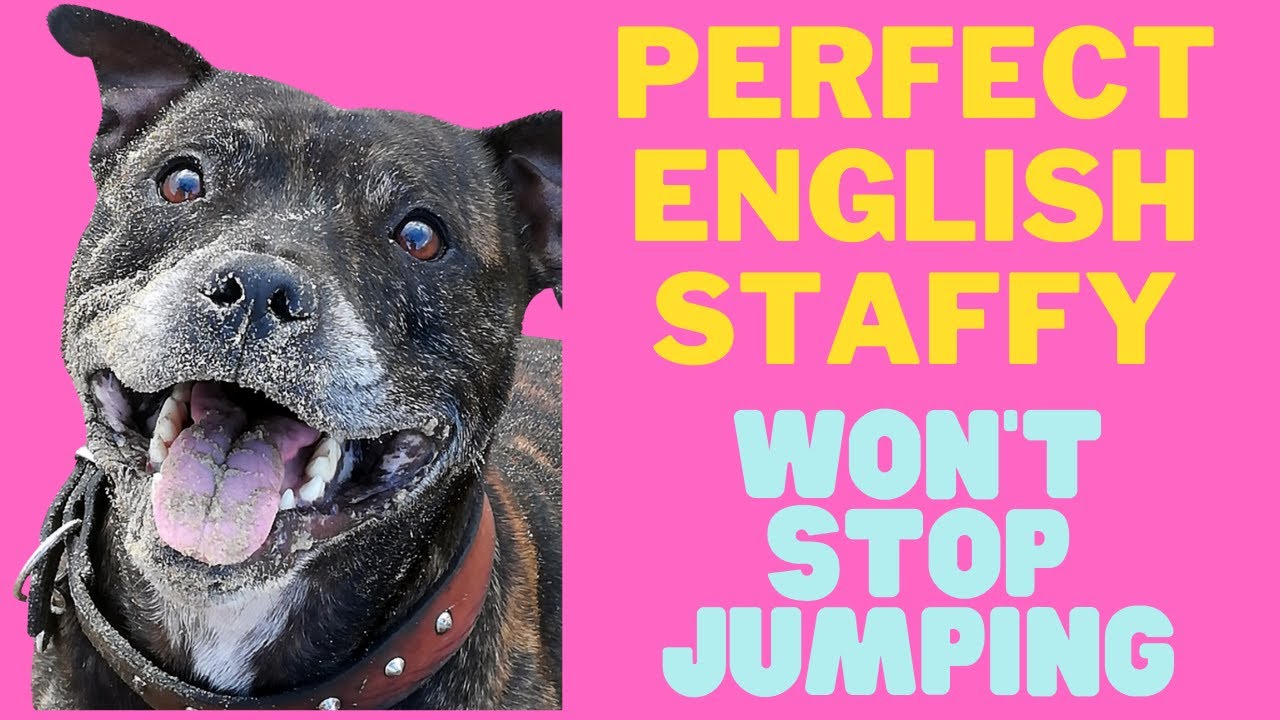 How to stop your dog jumping English Staffy WONT stop JUMPING FIX ...
