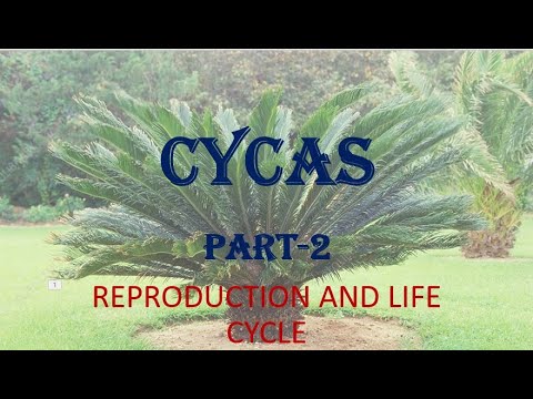 | CYCAS | REPRODUCTION AND LIFE CYCLE HPU BSc 1st Year - YouTube